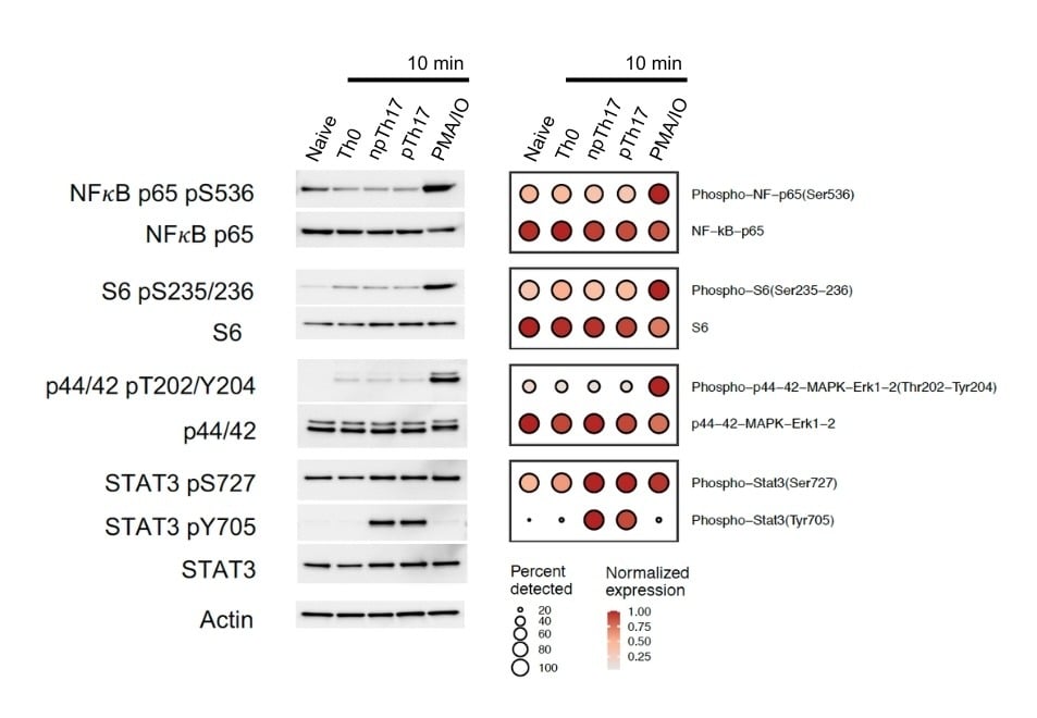 How Can InTraSeq Combine Transcriptome, Proteome & Intracellular Data?